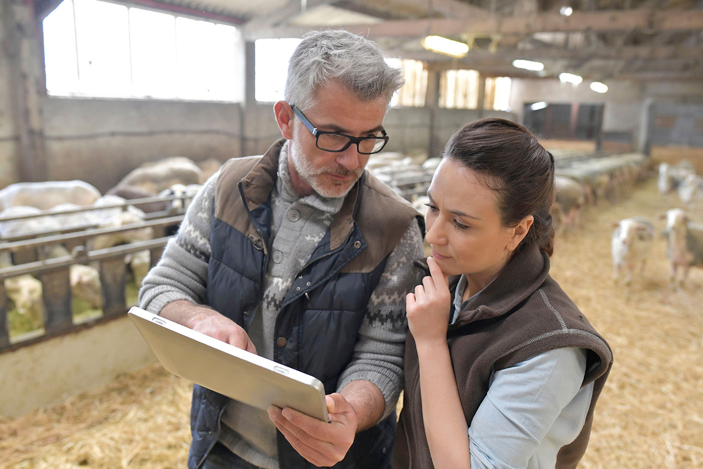 What is Antimicrobial Stewardship and Why is it Important? - Farmed ...