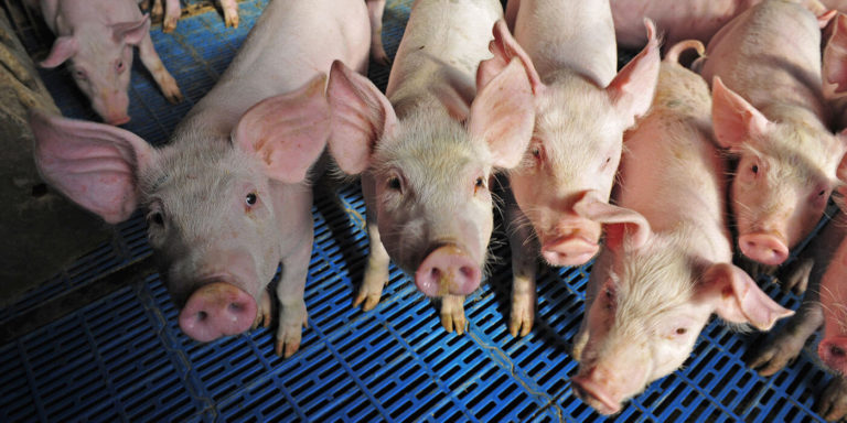 An Introduction to the National Swine Farm-Level Biosecurity Standard ...