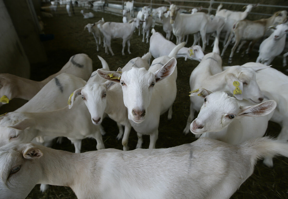 “Own Use” Importation of Drugs for Use in Farmed Animals - Farmed ...