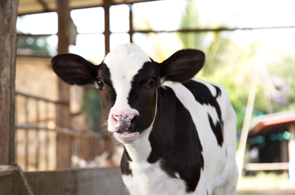 FAAST Podcast Episode 5 | Dr. Reny Lothrop | Veal - Farmed Animal ...