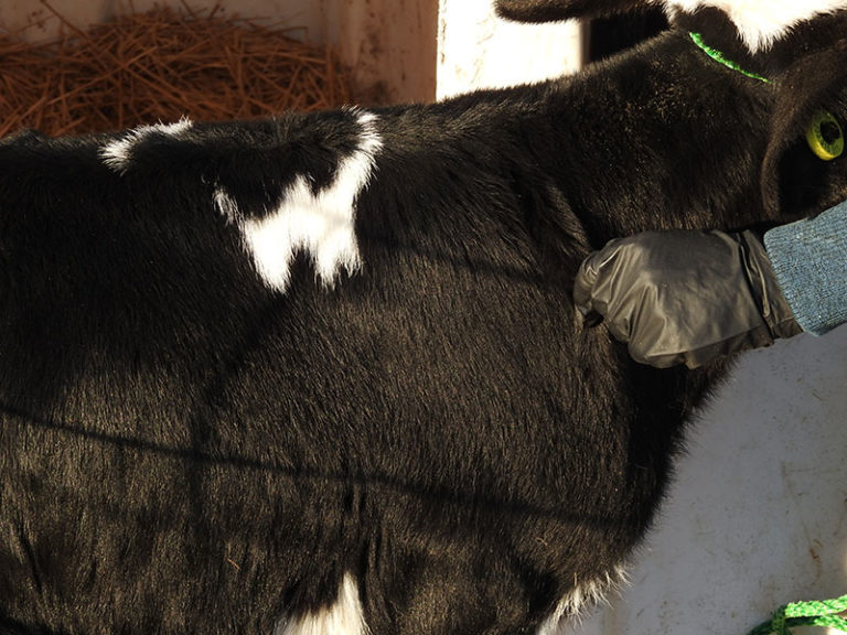 Evaluating Dehydration - Farmed Animal Antimicrobial Stewardship ...