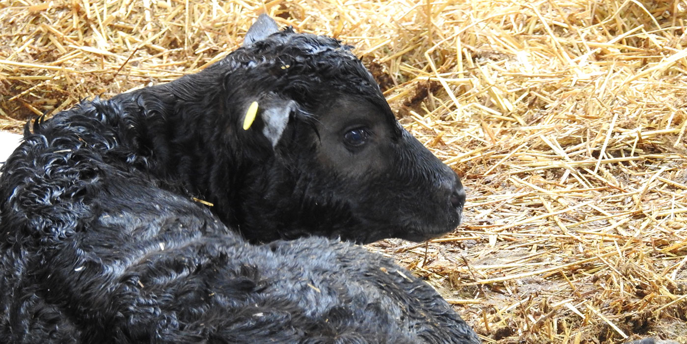 Evaluating Dehydration - Farmed Animal Antimicrobial Stewardship ...