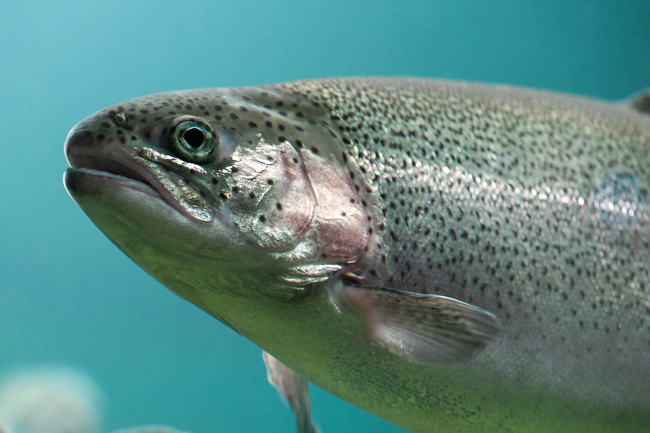 Fish Management from Egg to Fry - Farmed Animal Antimicrobial ...