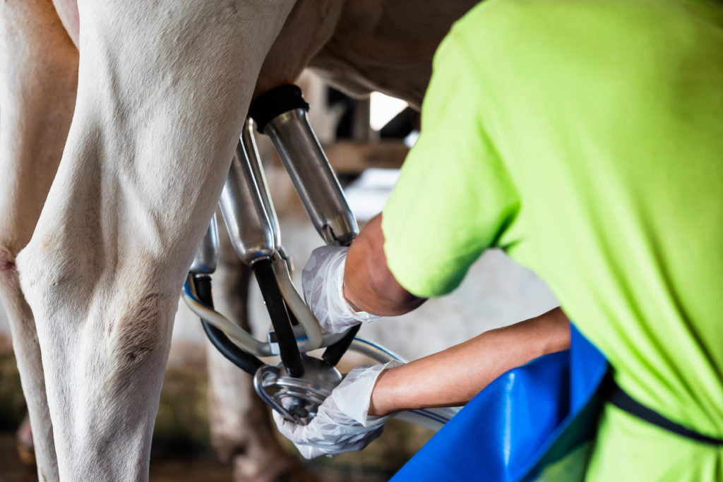 Mastitis and Dry Cow Therapy - Farmed Animal Antimicrobial Stewardship ...