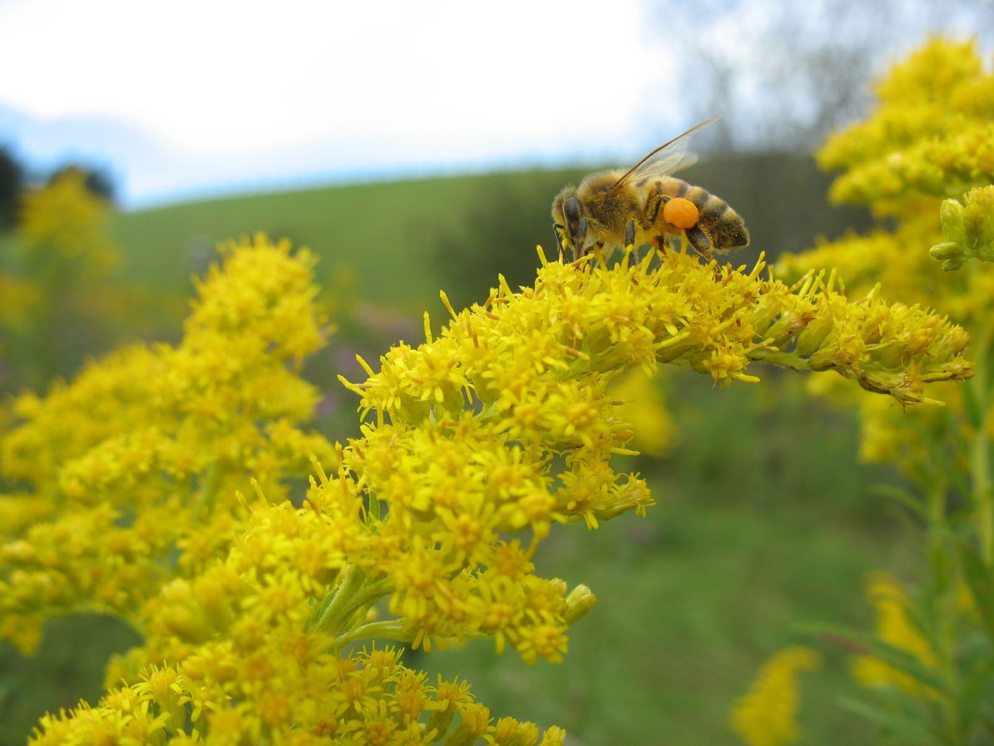 Identifier les ruches atteintes de la loque américaine - Farmed Animal ...