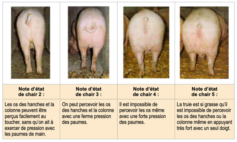 Gestion des porcelets - Farmed Animal Antimicrobial Stewardship Initiative Blog Archive » Farmed ...